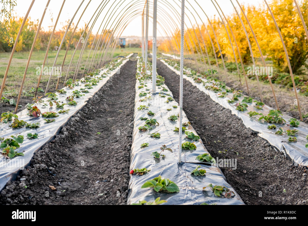 Strawberry rows in greenhouse. Strawberries growing under membrane film ...