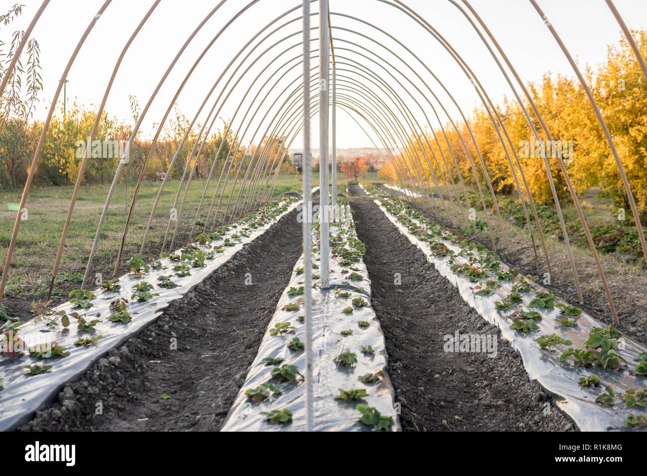 Strawberry rows in greenhouse. Strawberries growing under membrane film ...