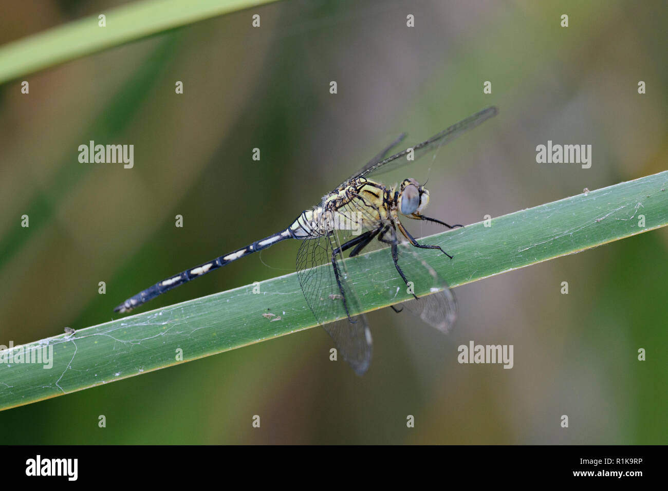Long Skimmer dragonfly (Orthetrum trinacria), female Stock Photo - Alamy