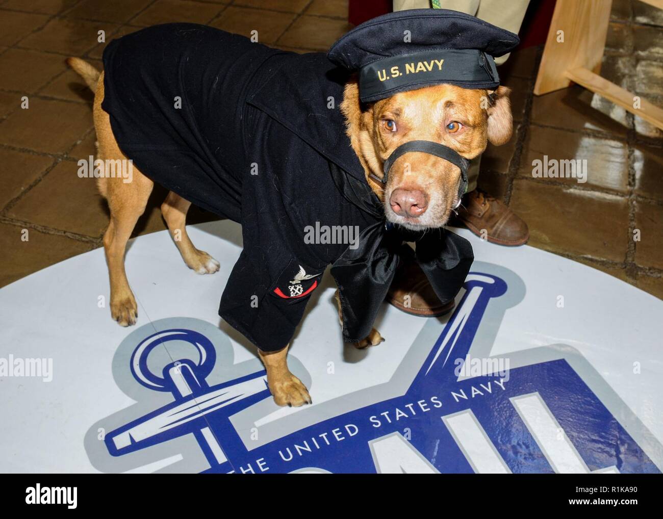 WASHINGTON (October 12, 2018) A service dog is dressed up as a Sailor ...
