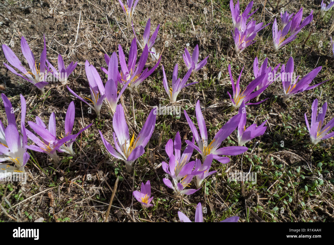 Colchicum (Colchicum lusitanum), flower Stock Photo - Alamy