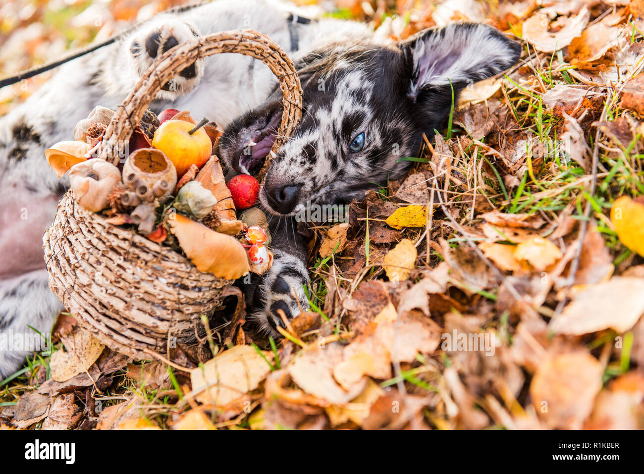 funny Labrador puppy dog with different color eyes in autumn background ...