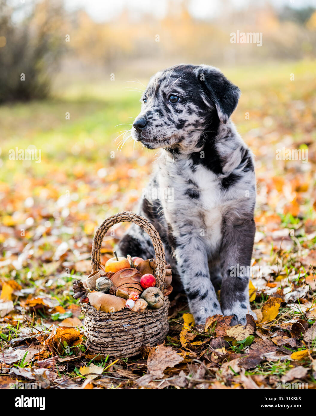 funny Labrador puppy dog with different color eyes in autumn background ...