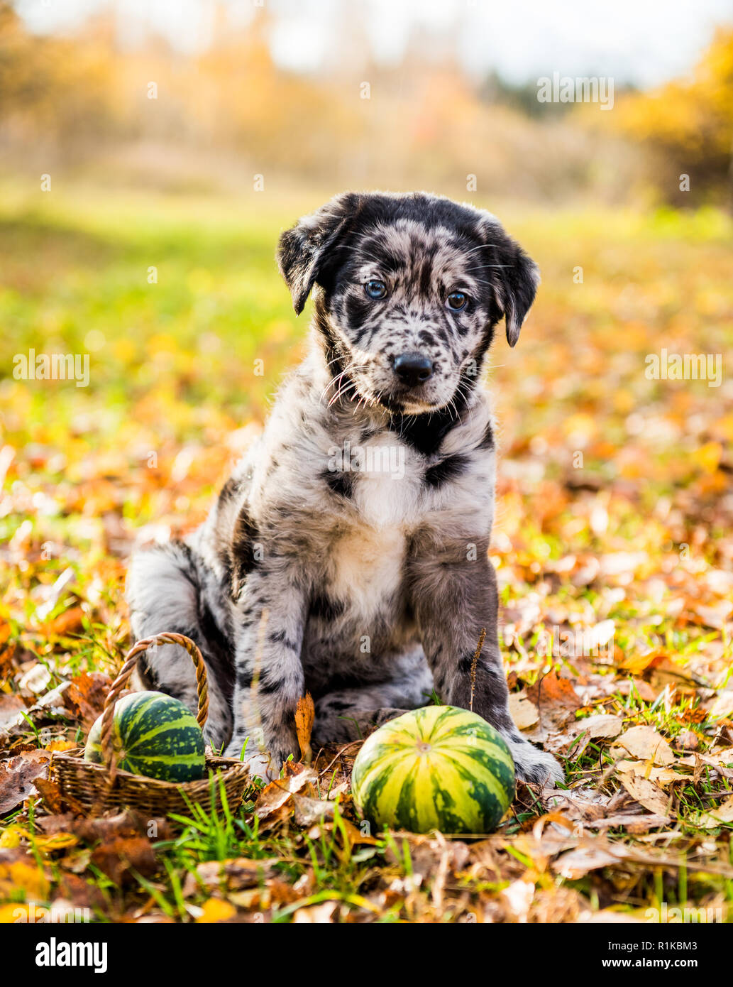 funny Labrador puppy dog with different color eyes in autumn background ...