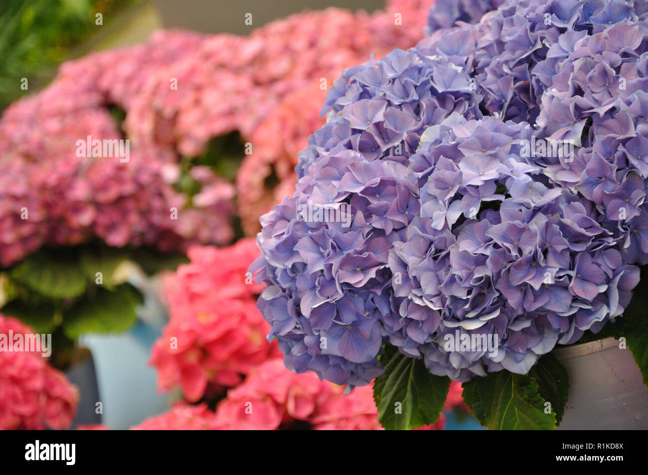 Blue and pink colorful blossing hydrangea bodensee Stock Photo - Alamy