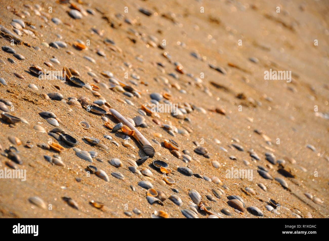 Cockle beach australia hi-res stock photography and images - Alamy