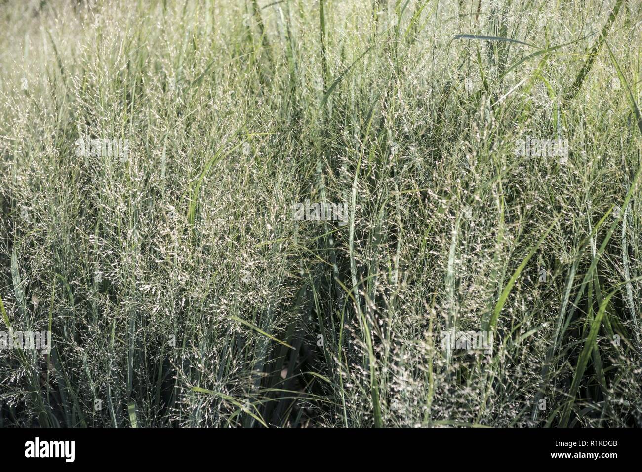 Switchgrass Panicum 'Northwind' dances in the wind as part of a rain ...