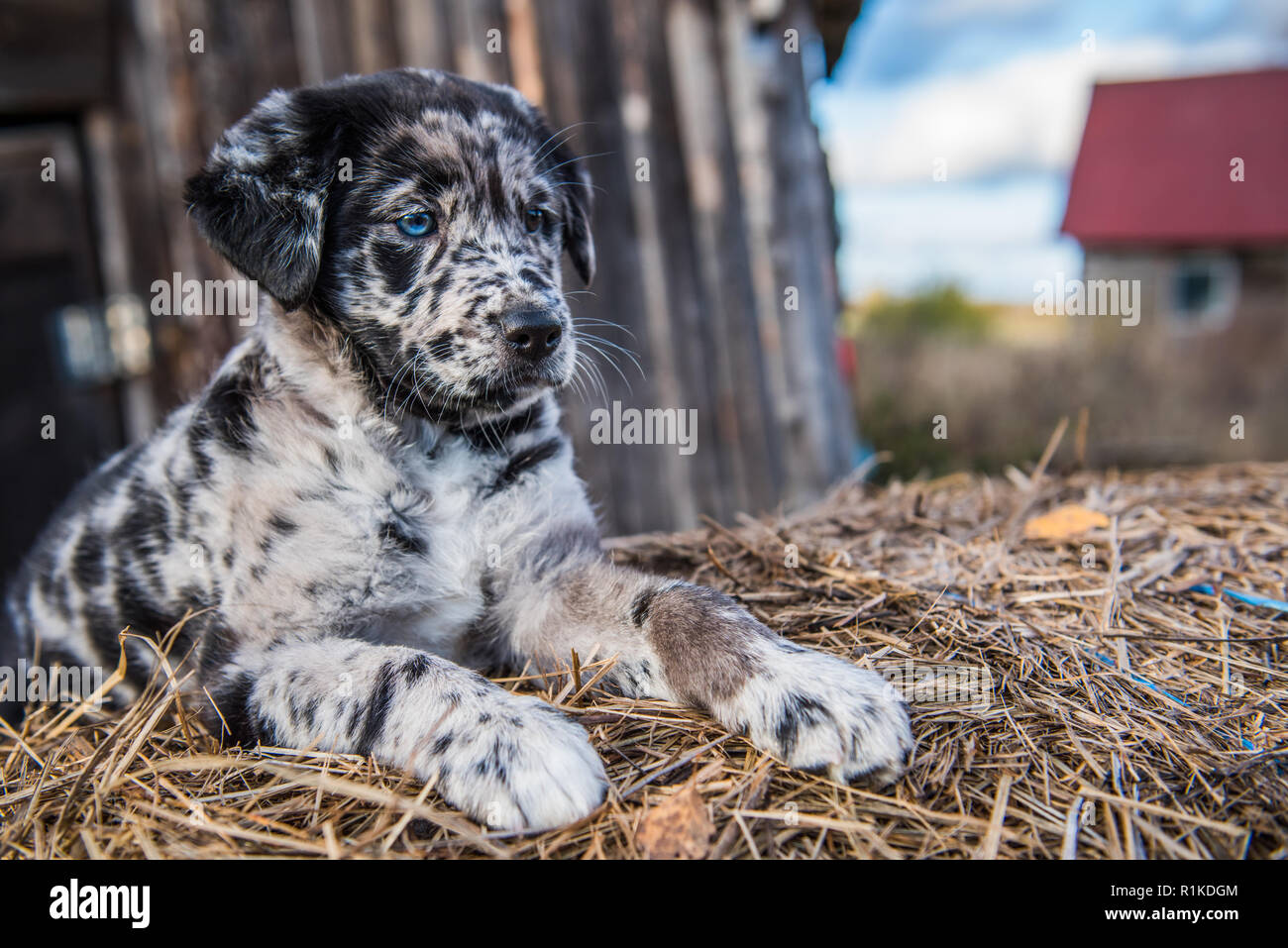 funny Labrador puppy dog with different color eyes Stock Photo - Alamy
