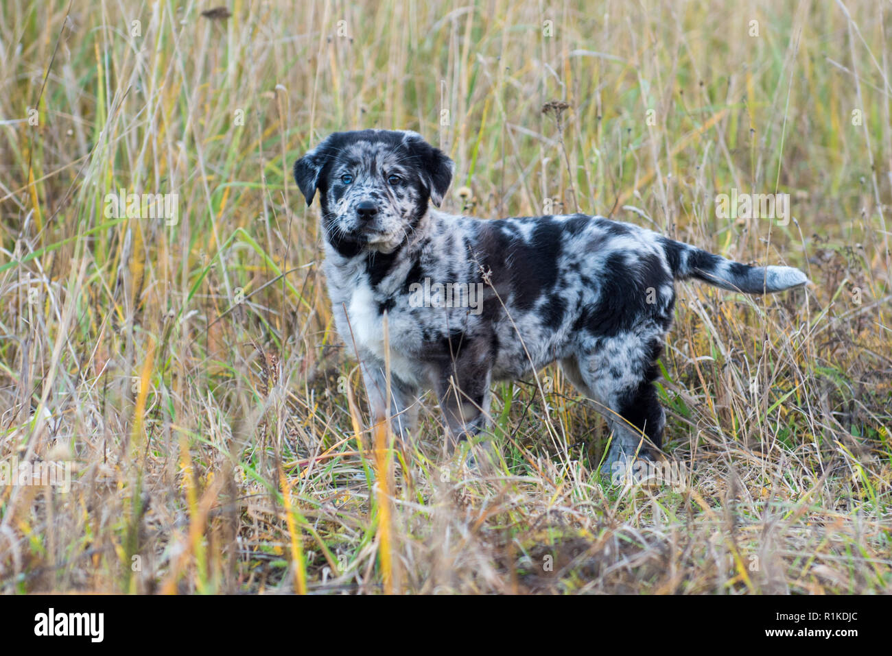 funny Labrador puppy dog with different color eyes on nature Stock ...