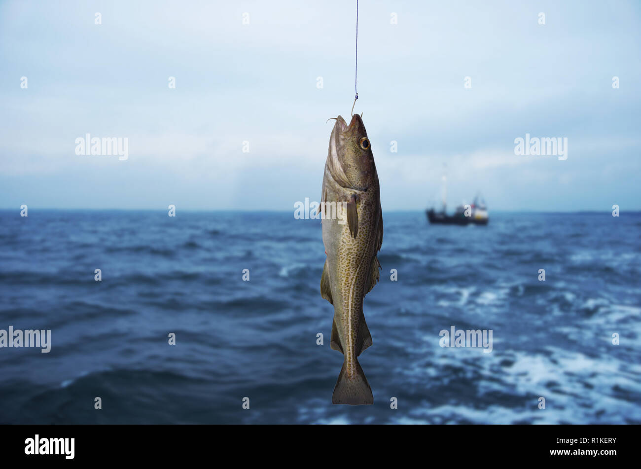 codfish on fishing-rod on background of sea Stock Photo - Alamy