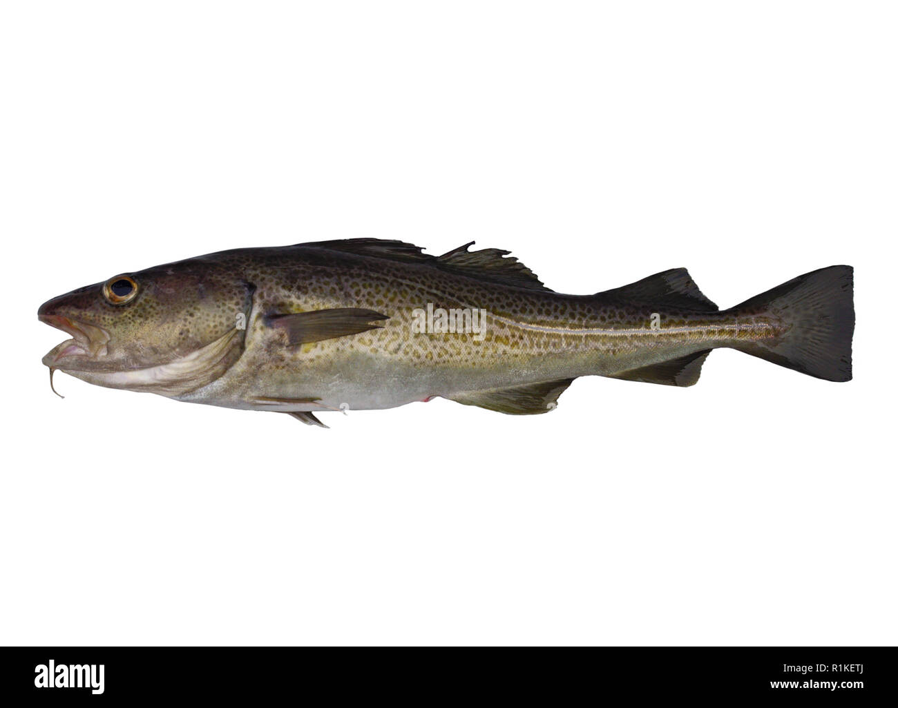 Big cod fish Cut Out Stock Images & Pictures - Alamy