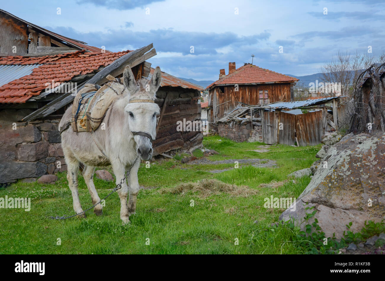 Strong donkey hi-res stock photography and images - Alamy