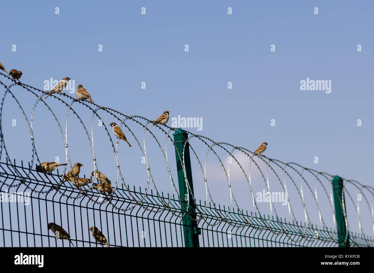 Sparrows perched on circle metal barbed wires,copy space Stock Photo ...