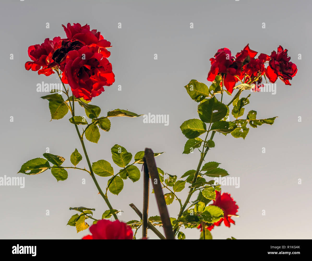 Outdoor back light hi-res stock photography and images - Alamy