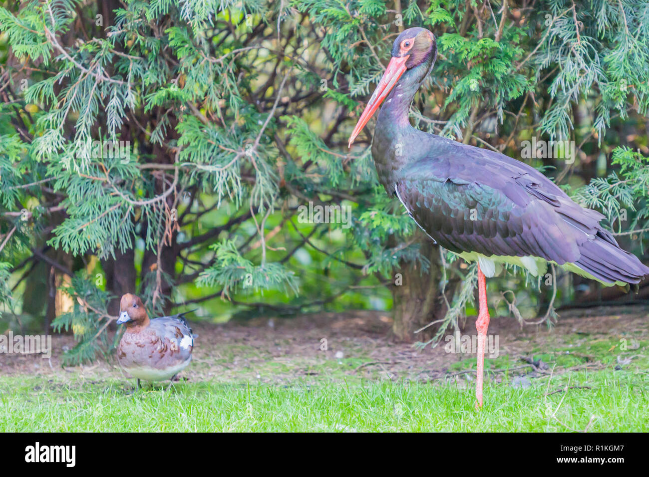 beautiful image of a stork and duck on a green grass on a wonderful day ...