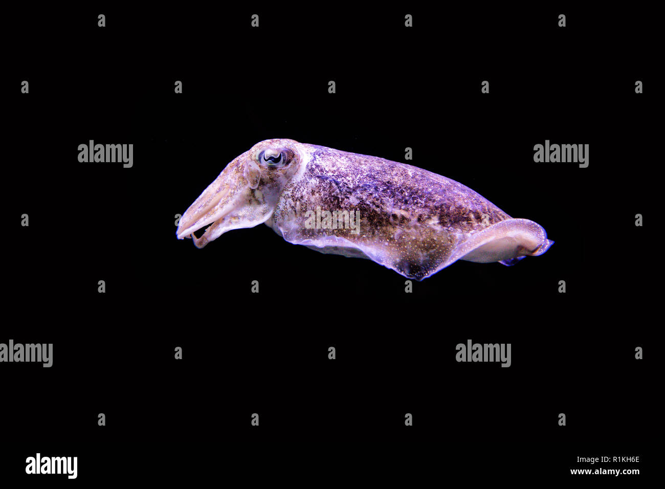 Aquarium cuttlefish hi-res stock photography and images - Alamy