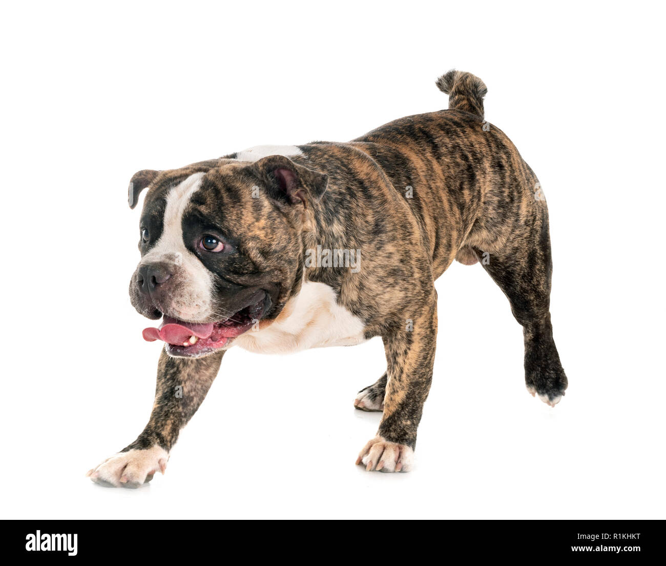 male american bully in front of white background Stock Photo - Alamy