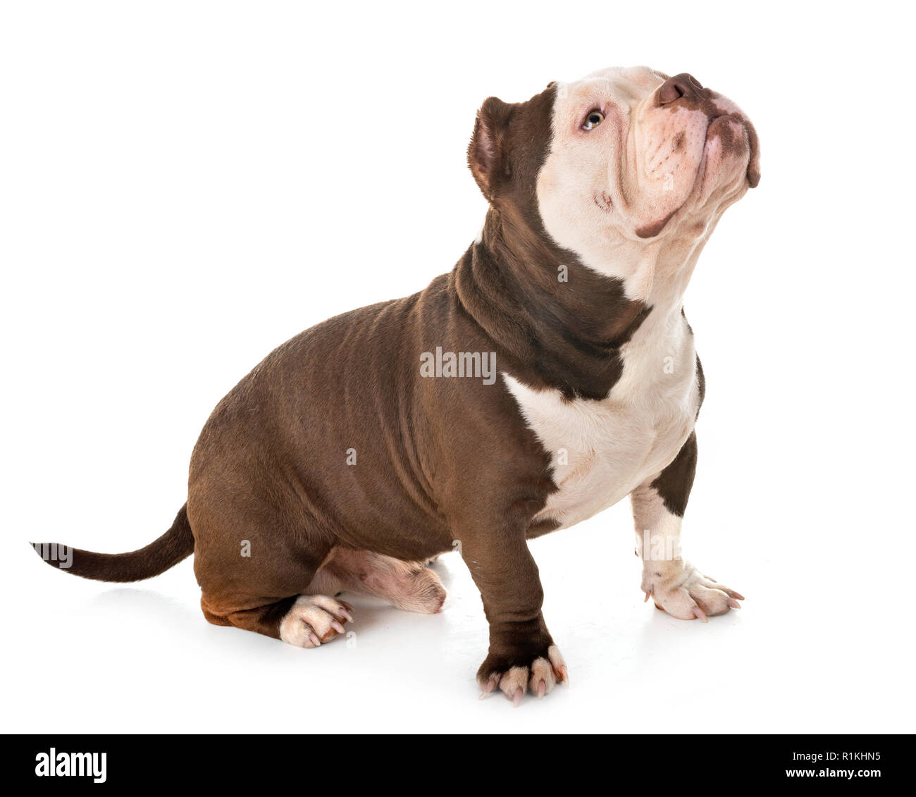male american bully in front of white background Stock Photo - Alamy