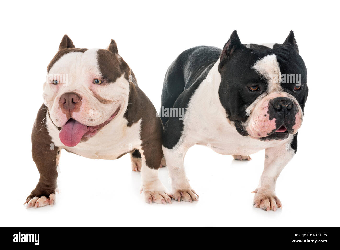 male american bullies in front of white background Stock Photo - Alamy