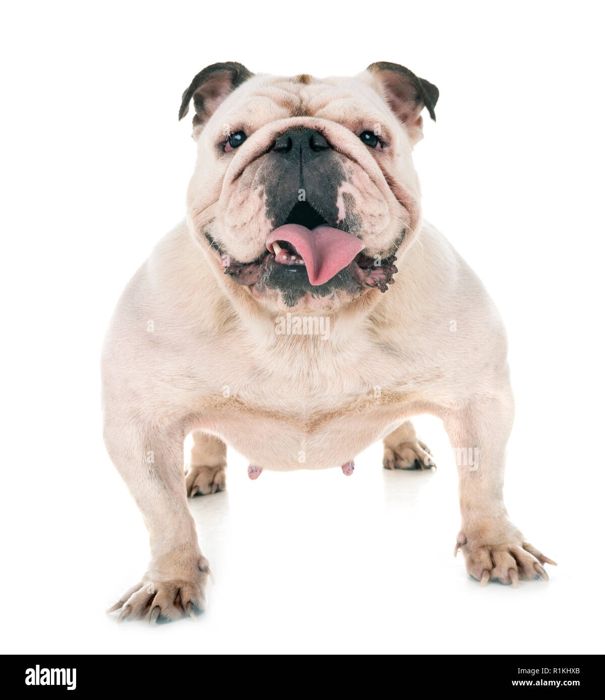 english bulldog in front of white background Stock Photo - Alamy