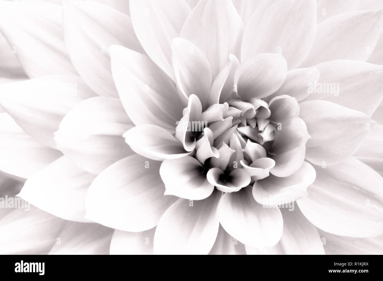 High Contrast Flower Stock Photos & High Contrast Flower Stock Images ...