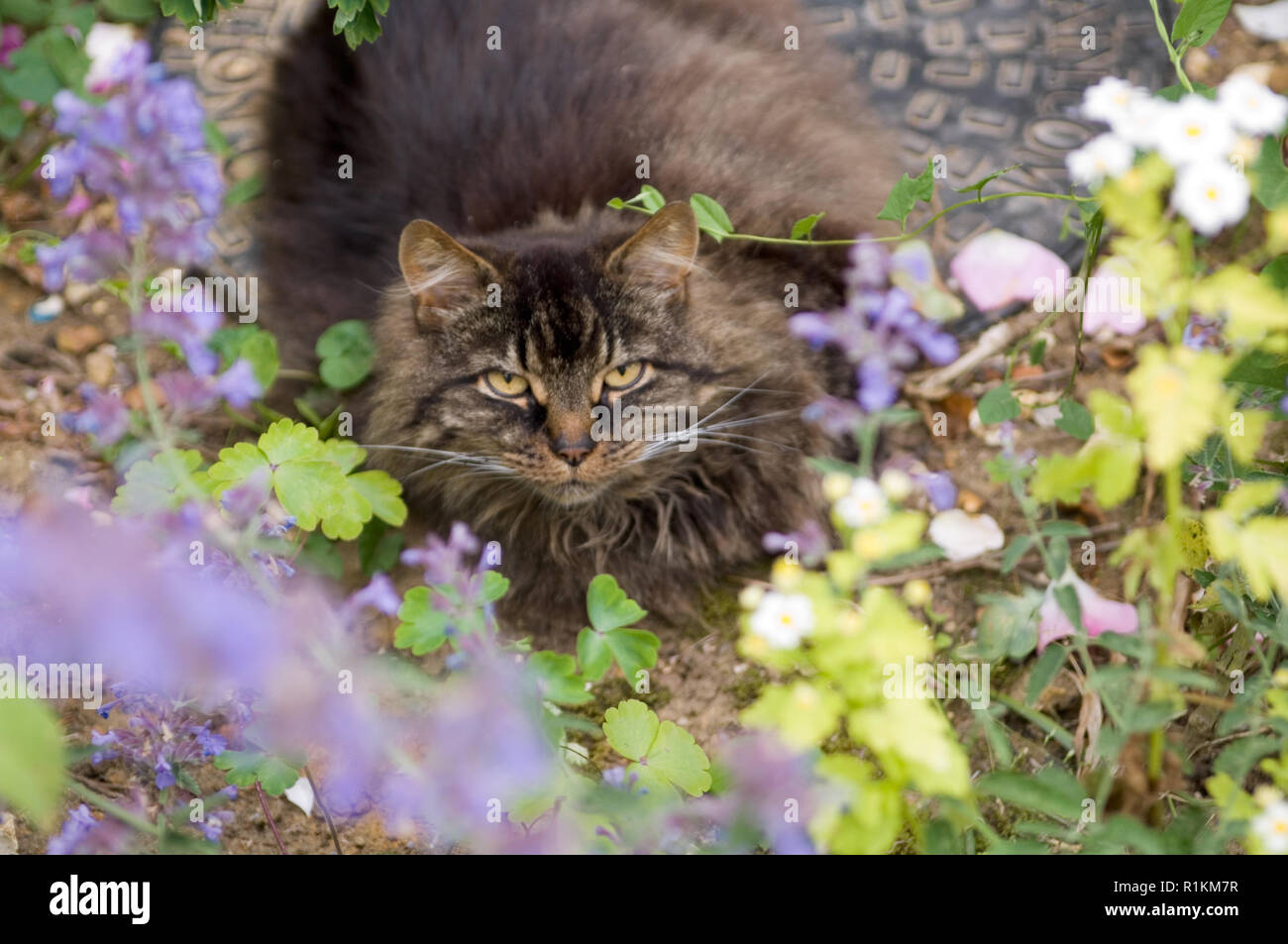 Pulling flowers up hi-res stock photography and images - Alamy