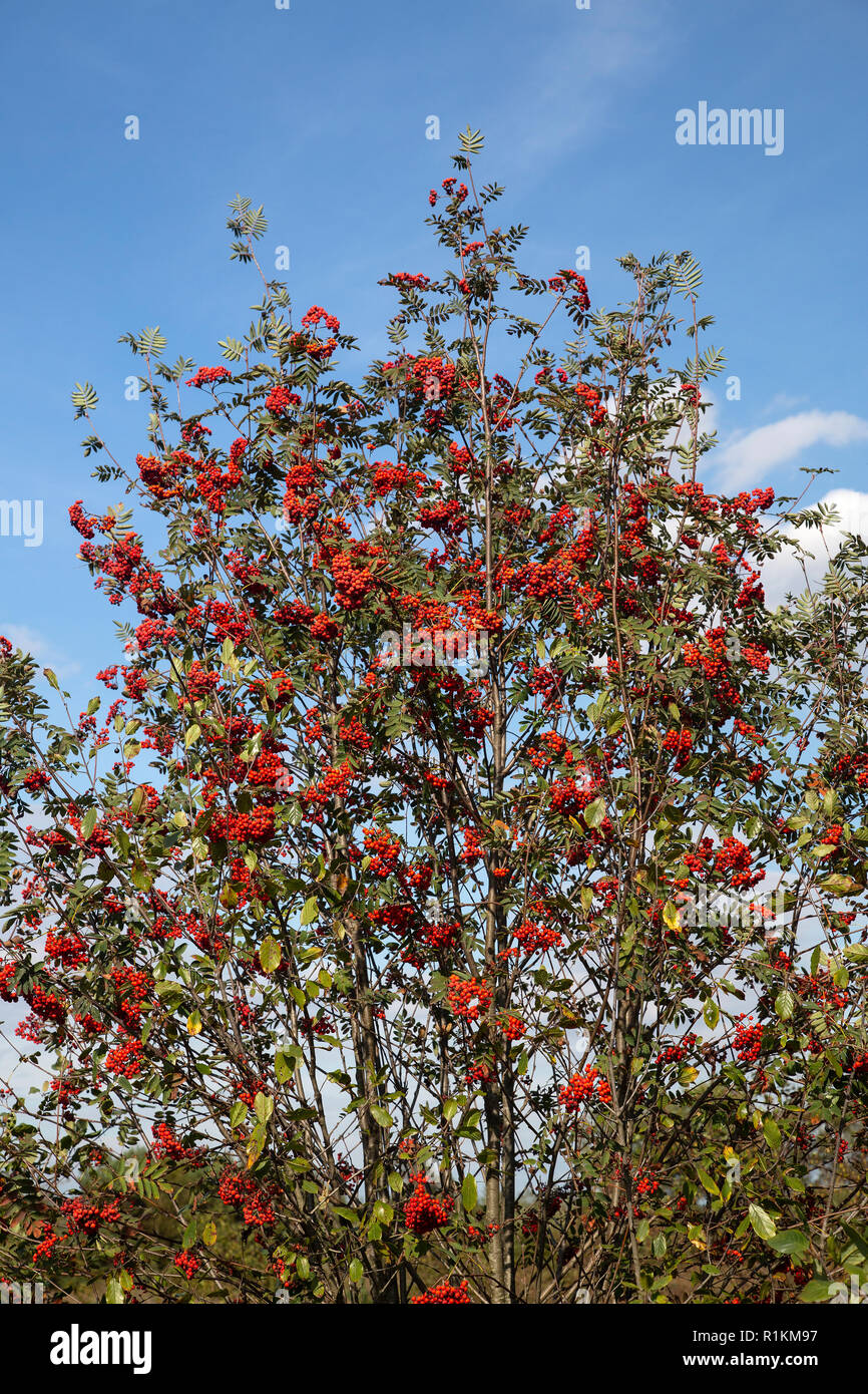 European Rowan full of berries(Sorbus aucuparia); Maasduinen National ...