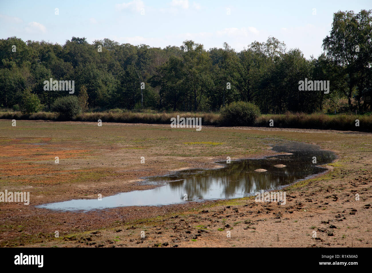 Drying up mere in Maasduinen National Park, Limburg, Netherlands Stock ...