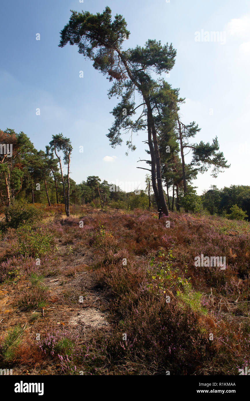 Landscape of Maasduinen National Park with heather and Scots pines ...