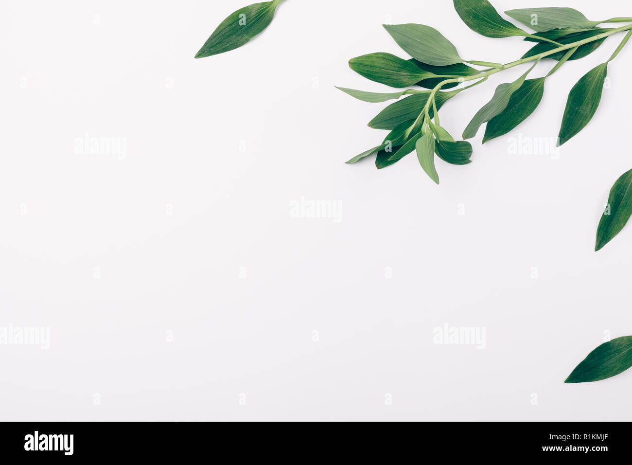 Flat lay side frame of fresh leaves, copy space. Green twig in corner ...