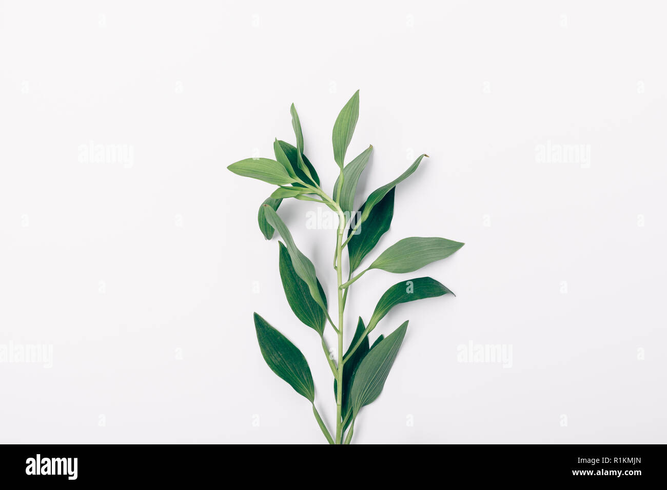 One branch with green leaves on white background. Minimal clean flat ...