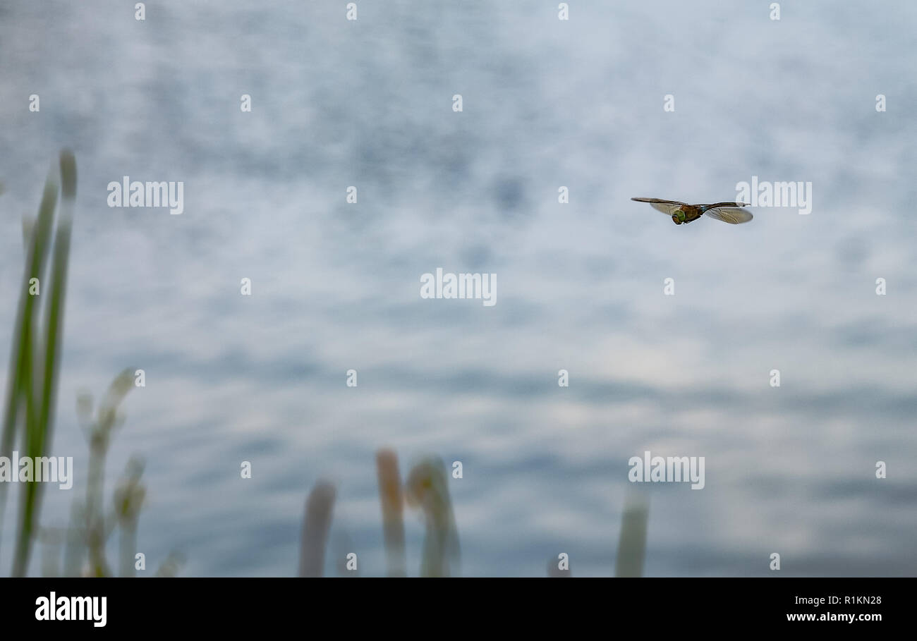 Dragonfly animal hi-res stock photography and images - Alamy
