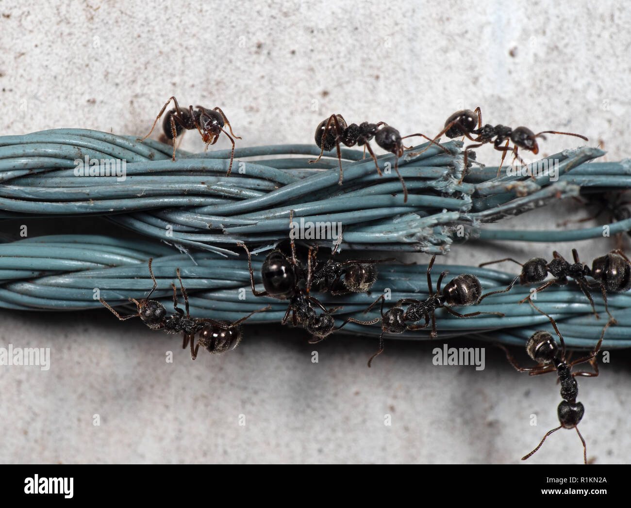 Macro Photography of Group of Black Garden Ants on Nylon Rope Stock ...