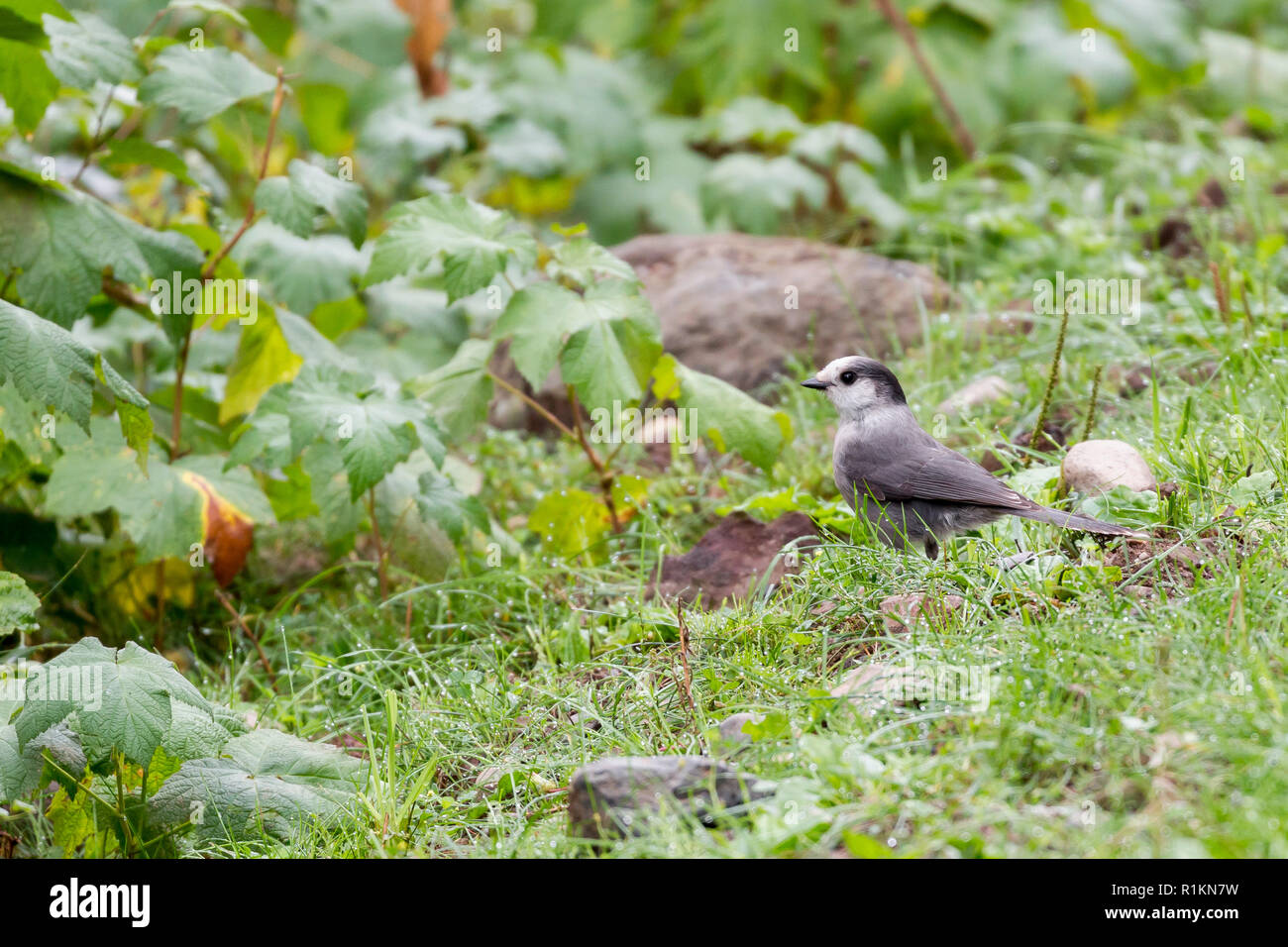 Jay mitchell hi-res stock photography and images - Alamy