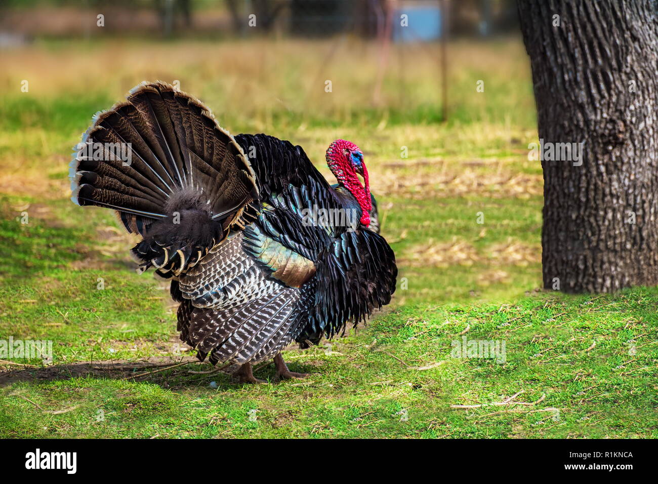 Tom turkey hi-res stock photography and images - Alamy