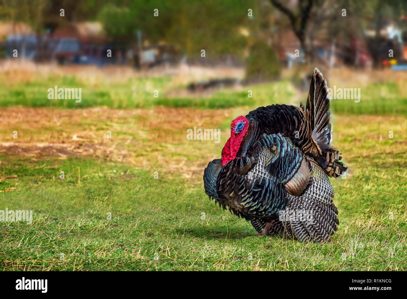 Wild turkey tom in spring hi-res stock photography and images - Alamy