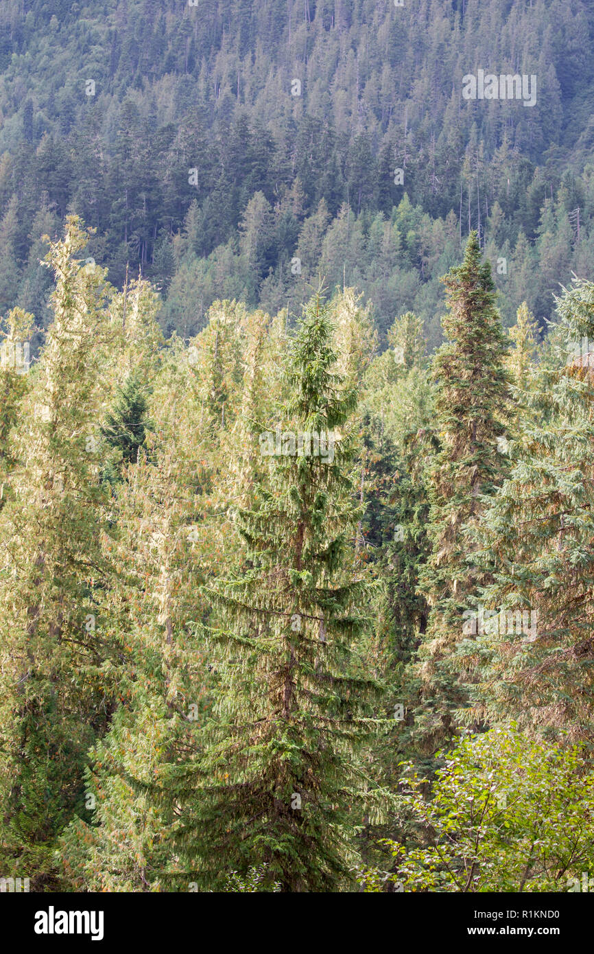 Dense conifer woodland hi-res stock photography and images - Alamy
