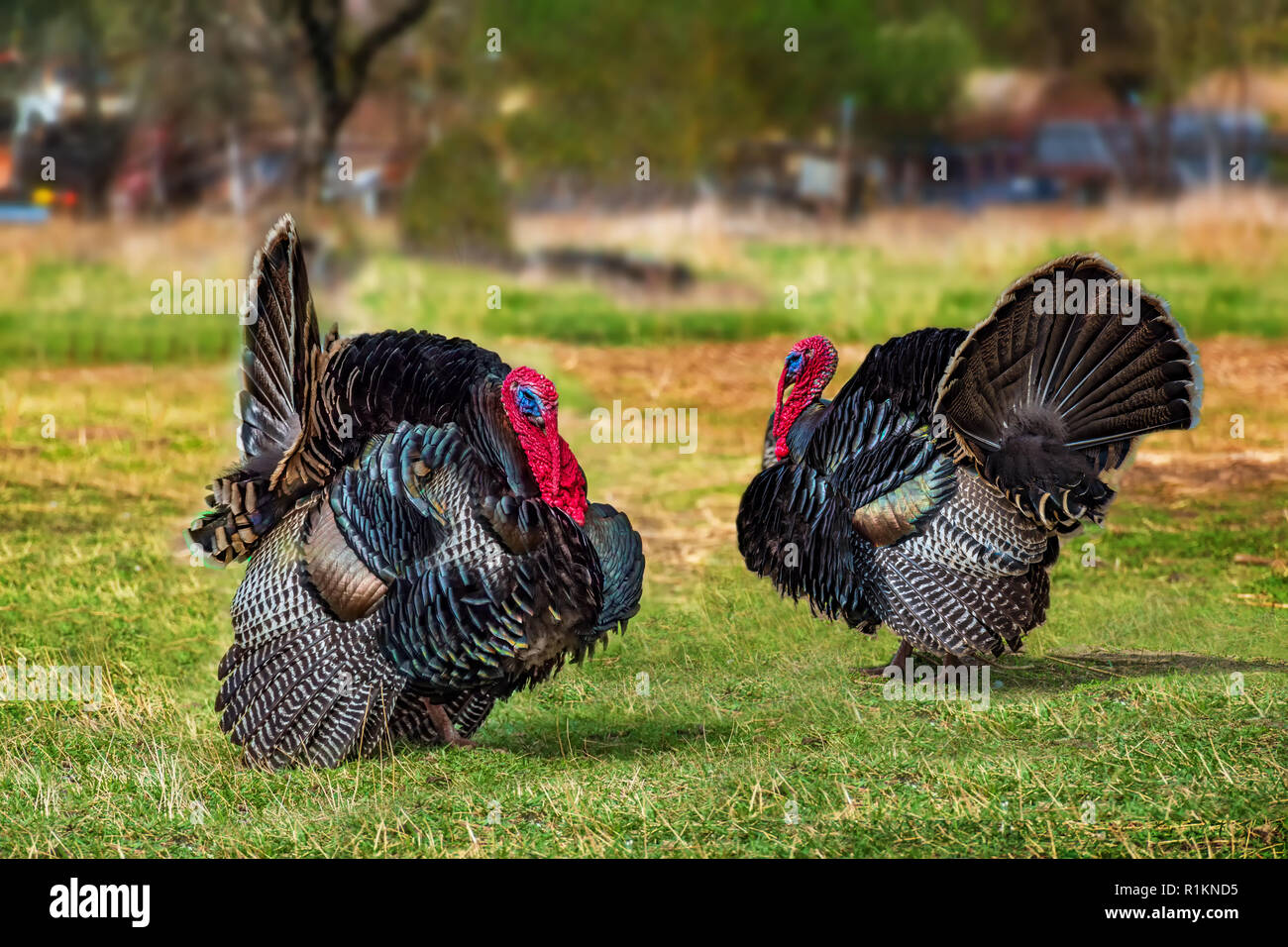Tom turkey hi-res stock photography and images - Alamy