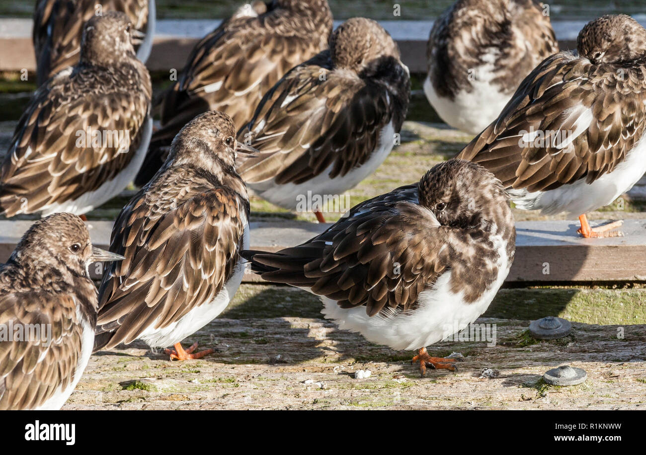 Turnstone birds in their winter plumage in Essex, UK Stock Photo - Alamy