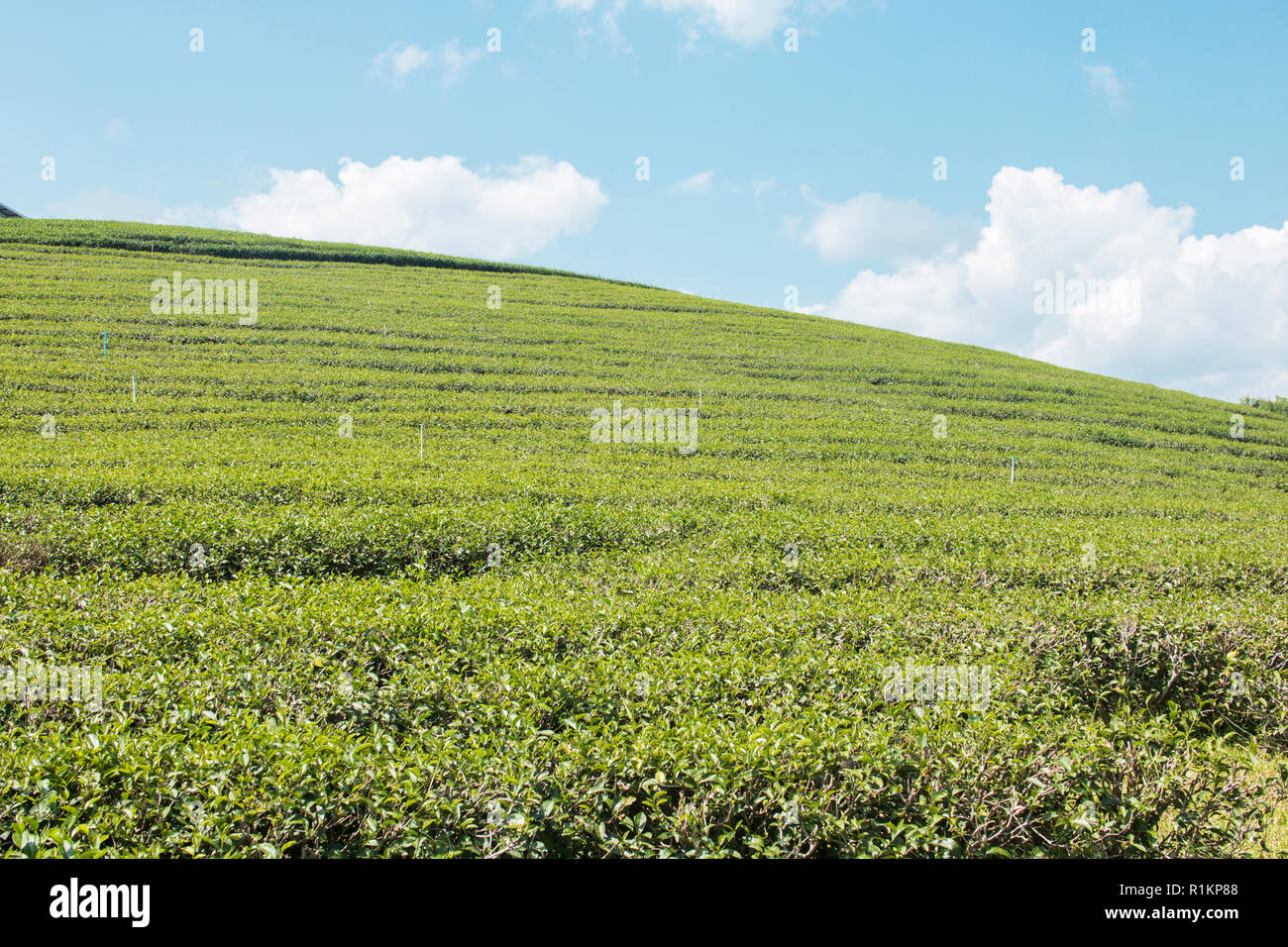 Oolong tea hill hi-res stock photography and images - Alamy
