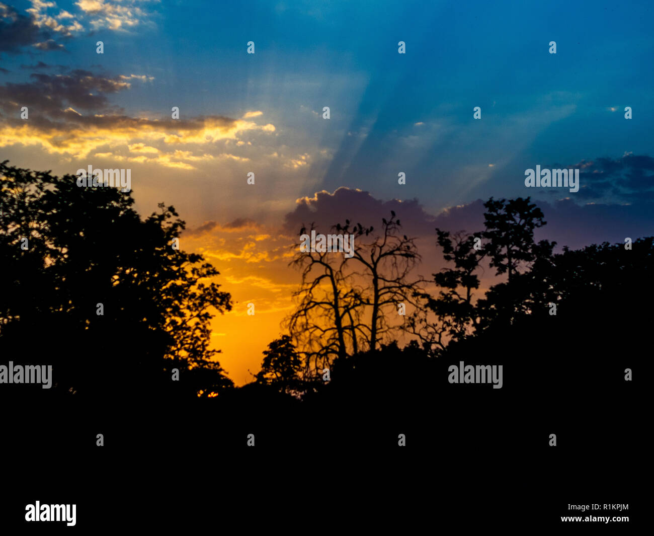 Photograph of a beautiful sunset among trees taken in Jaipur, India ...