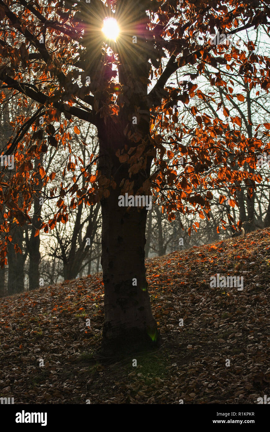 Sun light filtering through the branches of a tree in autumn Stock ...