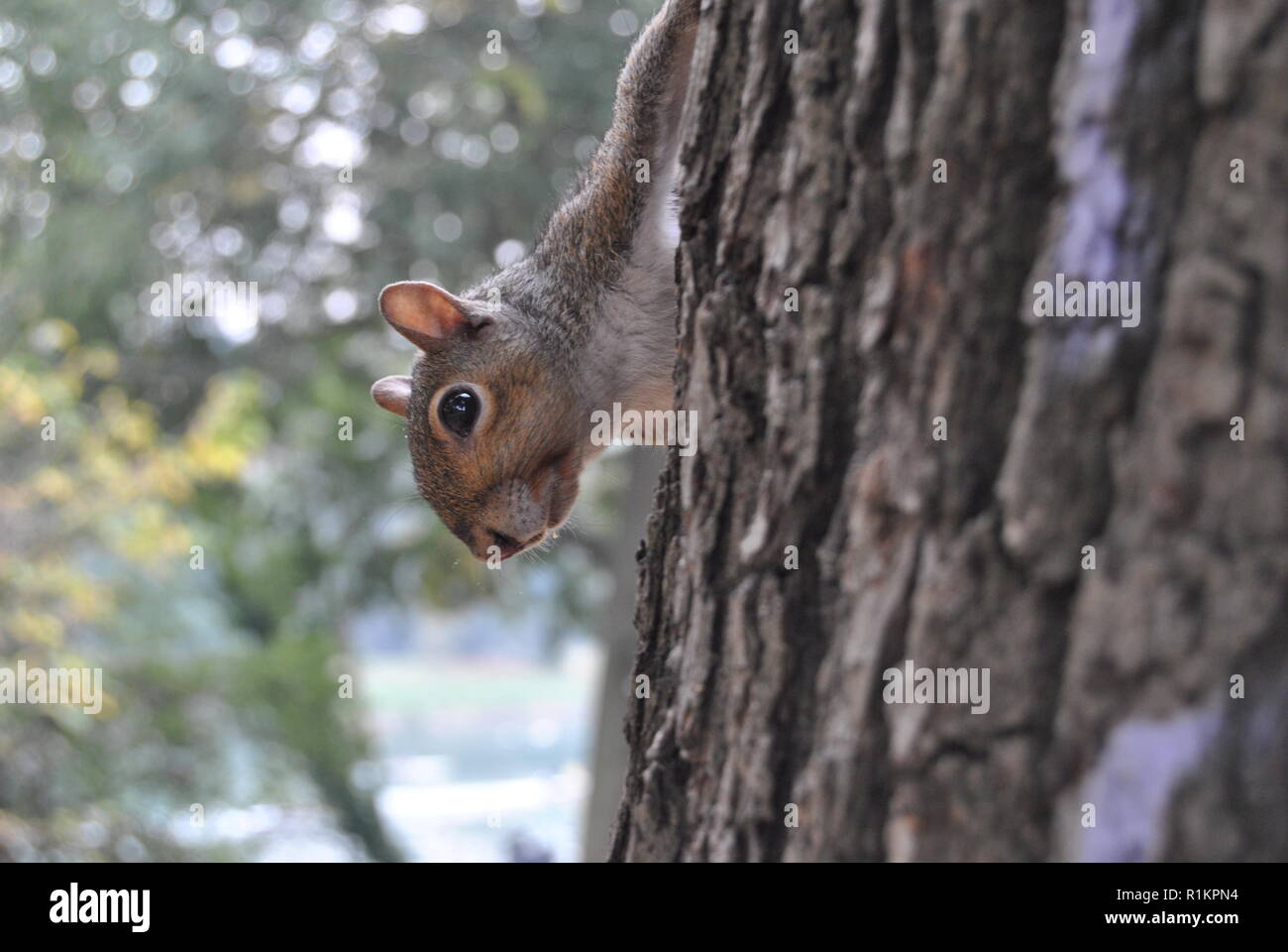 Squirrel hanging from a tree in a publi park in Turin, Italy Stock ...