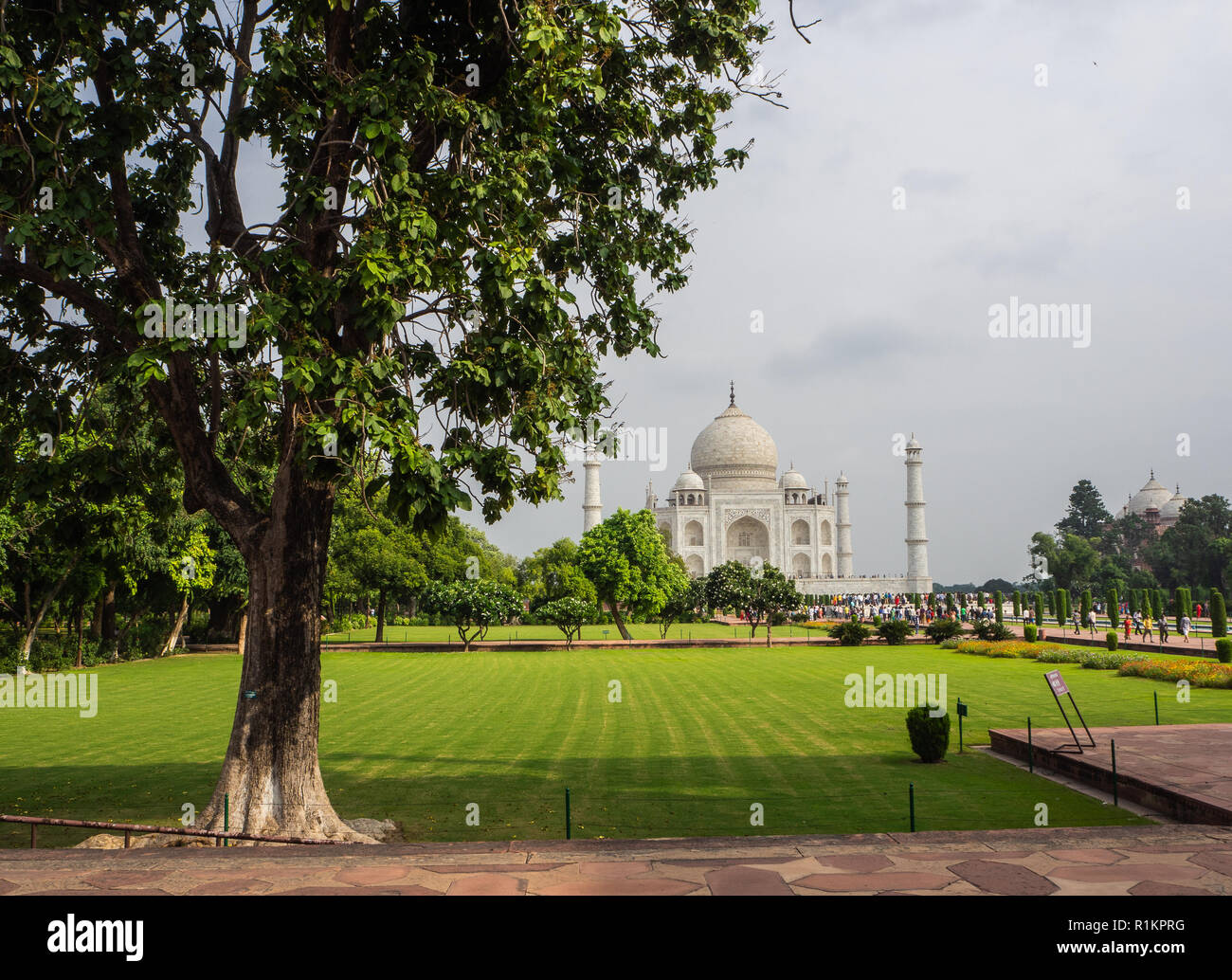 Views of the Taj Majal with a tree in the foreground Stock Photo - Alamy