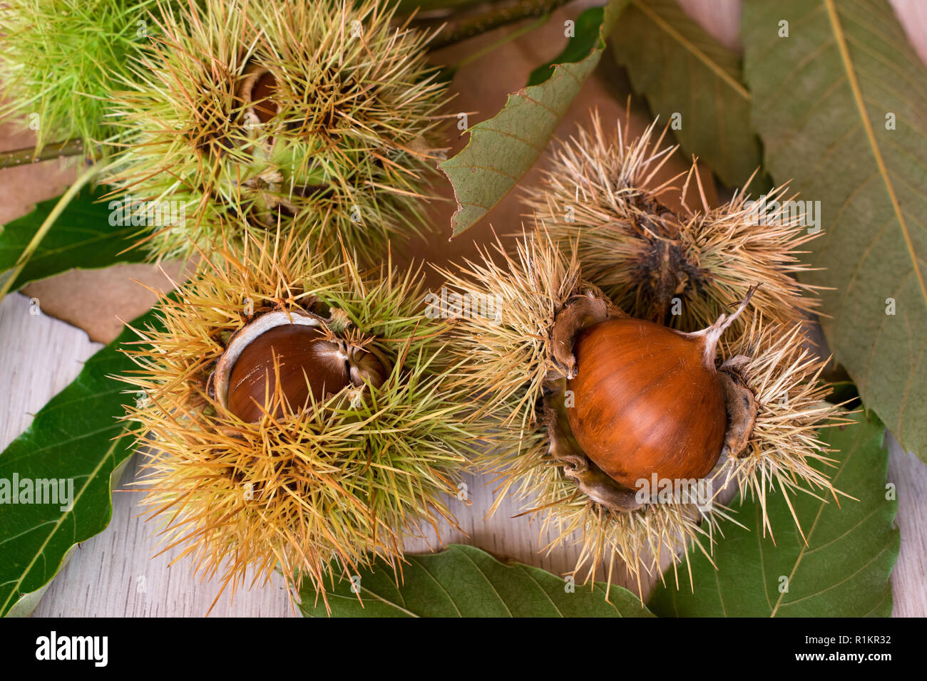 close-up chestnuts inside the hedgehog Stock Photo - Alamy