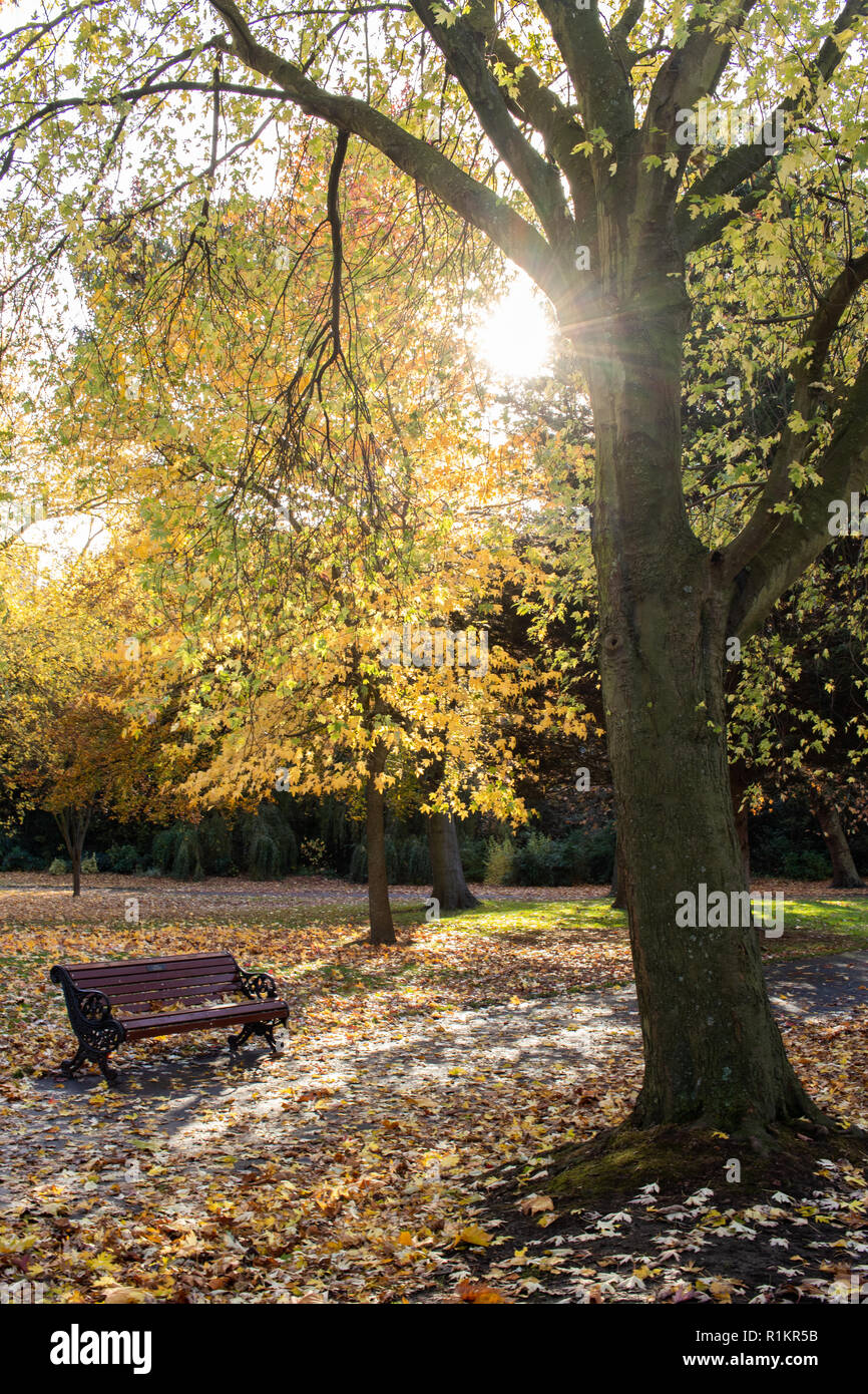 Benches and leaves hi-res stock photography and images - Alamy