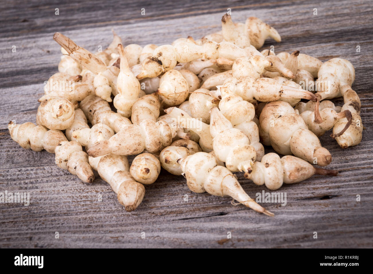 Japanese crosne Stachys affinis tubers rhizome root vegetable closeup ...