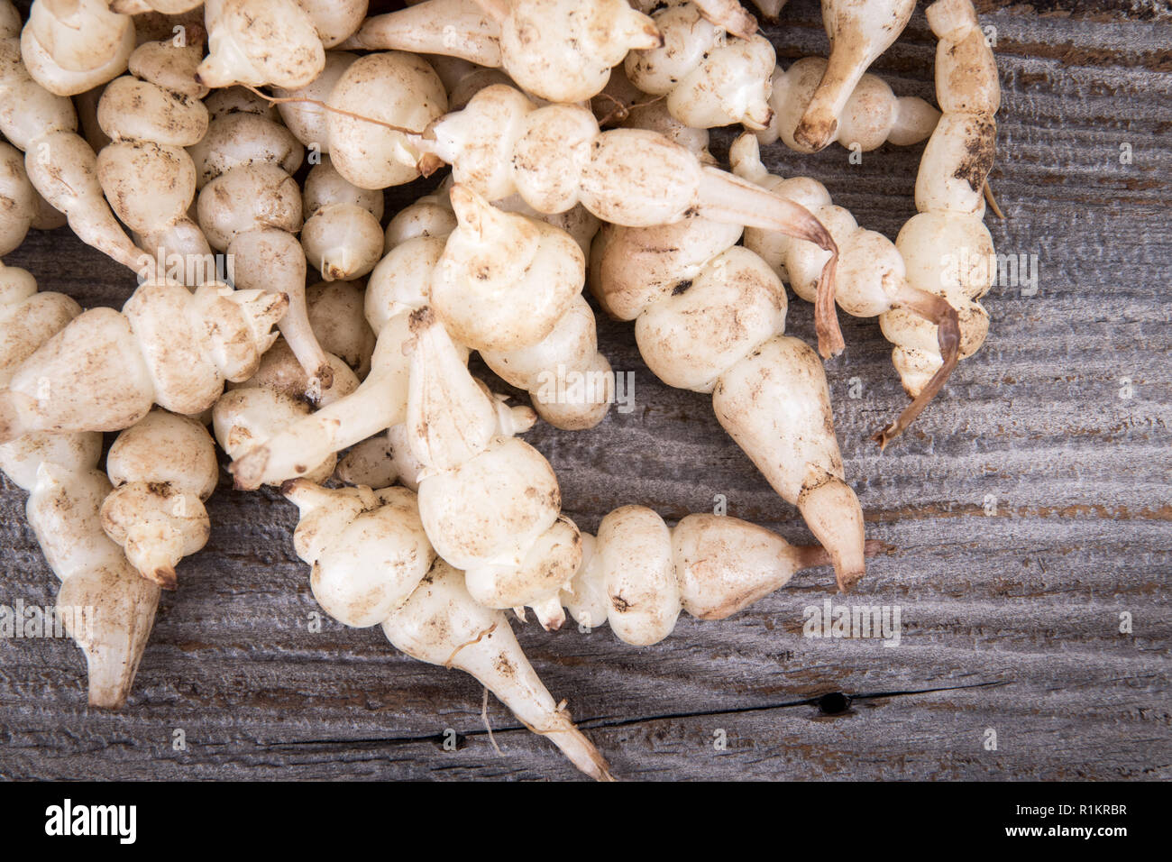 Japanese crosne Stachys affinis tubers rhizome root vegetable closeup ...