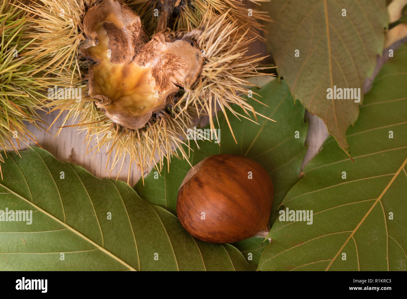 Hedgehog diet hi-res stock photography and images - Alamy