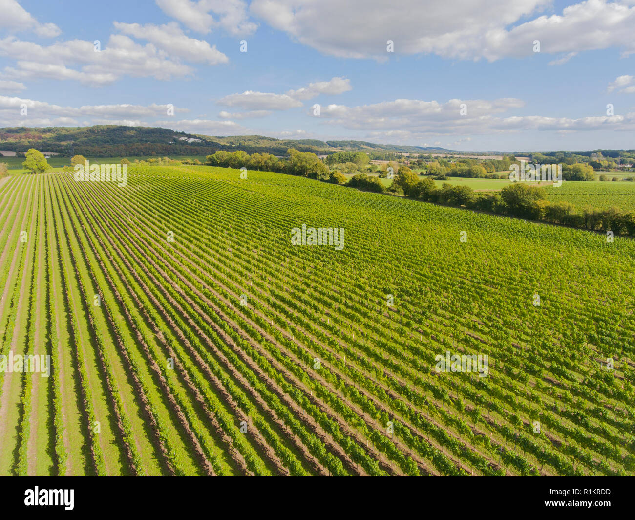 English vineyards kent hi-res stock photography and images - Alamy